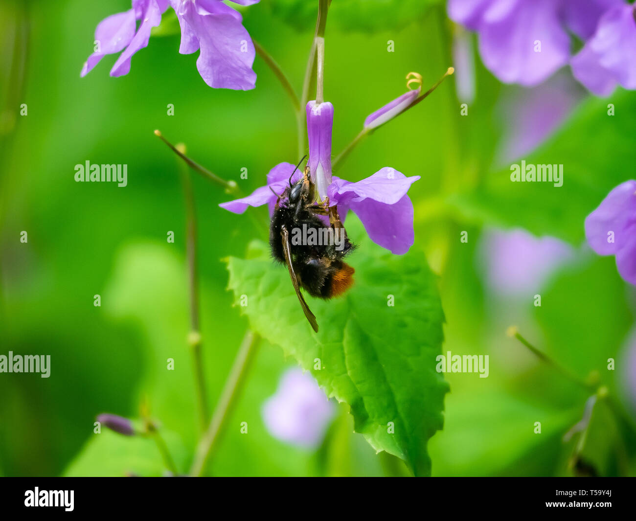 A Japanese carpenter bee, Xylocopa appendiculata, feeds from honesty ...