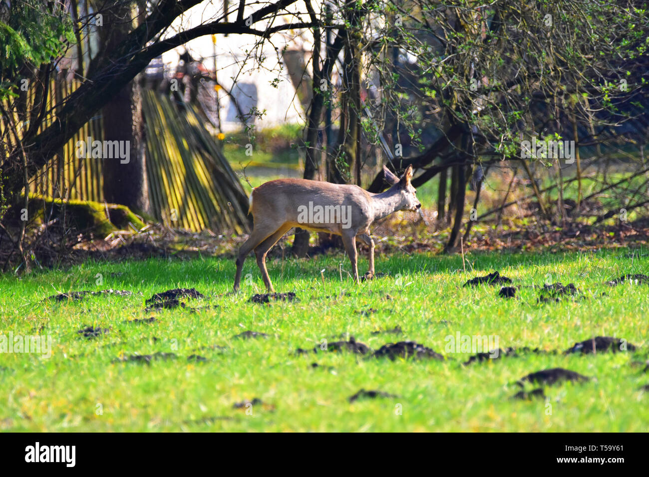 Hunting trophy germany hi-res stock photography and images - Alamy