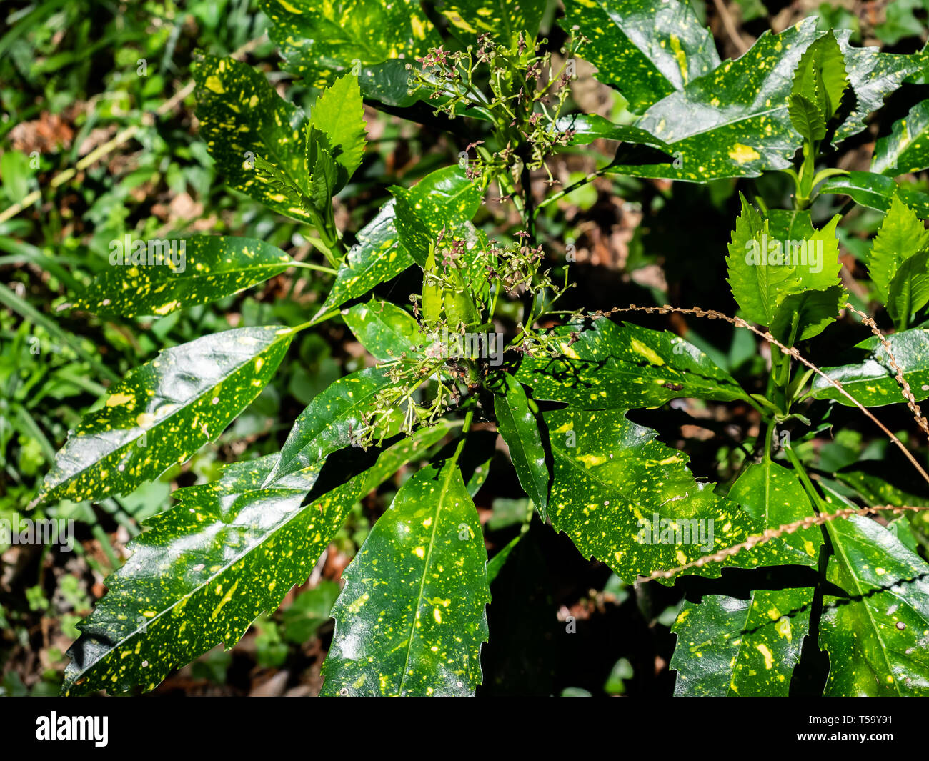A Japanese spotted laurel, aucuba japonica, grows in a Japanese forest ...