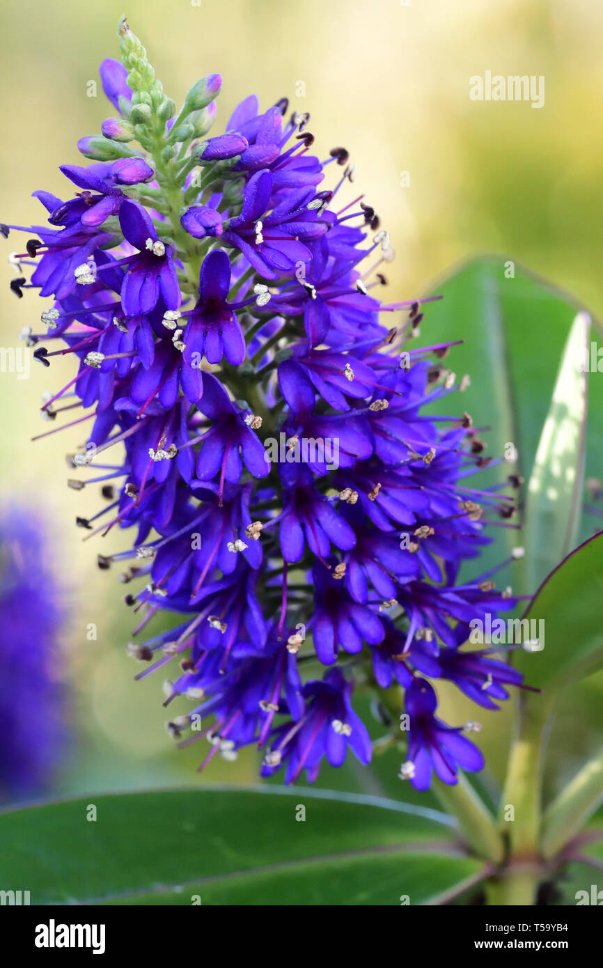 Hebe Shrub High Resolution Stock Photography and Images - Alamy
