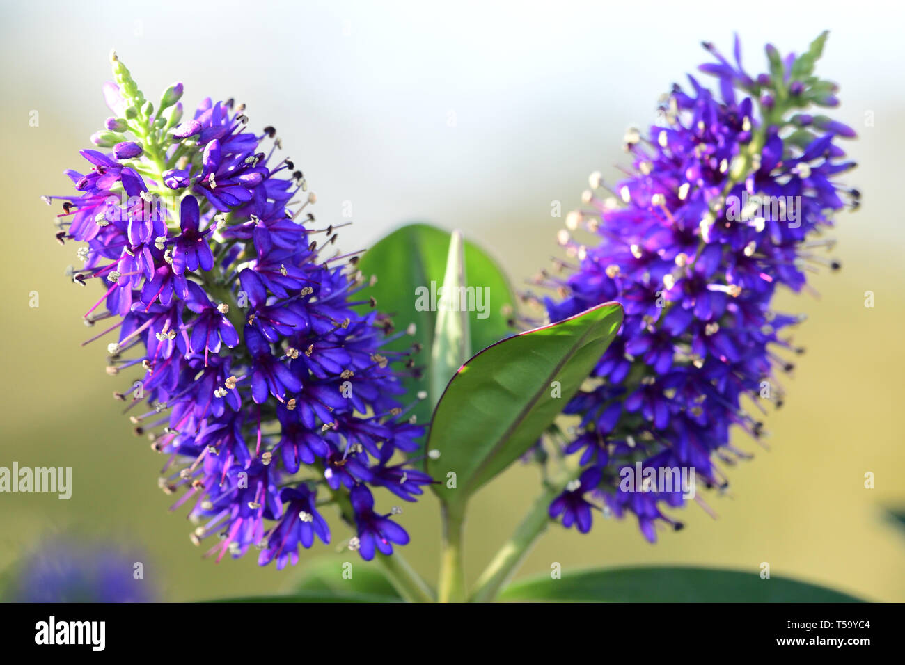 Purple hebe flowers hi-res stock photography and images - Alamy