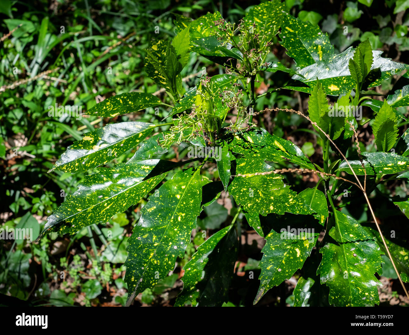 A Japanese spotted laurel, aucuba japonica, grows in a Japanese forest ...