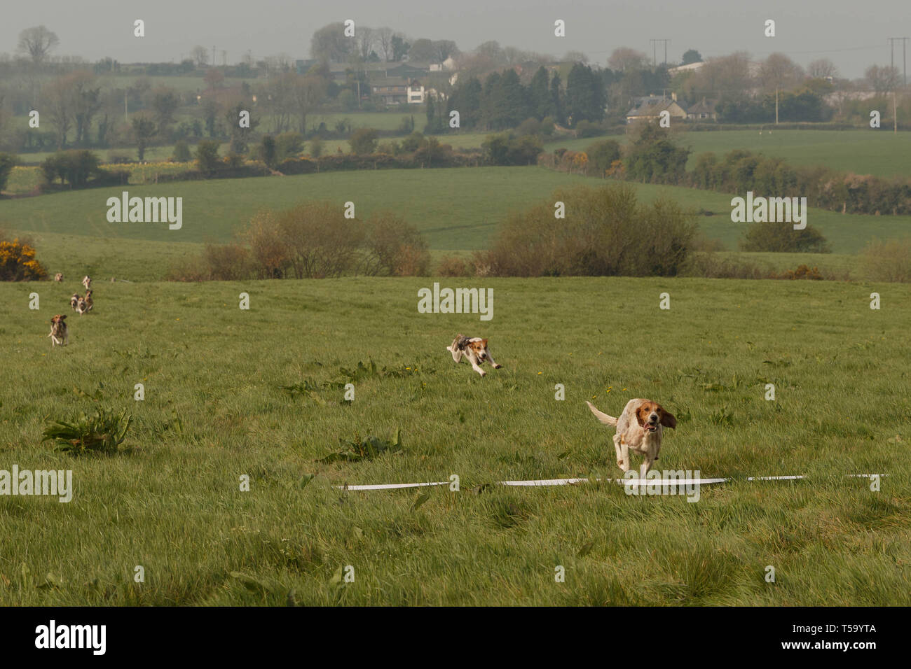 Cork, Ireland, 22nd April, 2019. Easter Monday Drag Hunt, Killcully ...