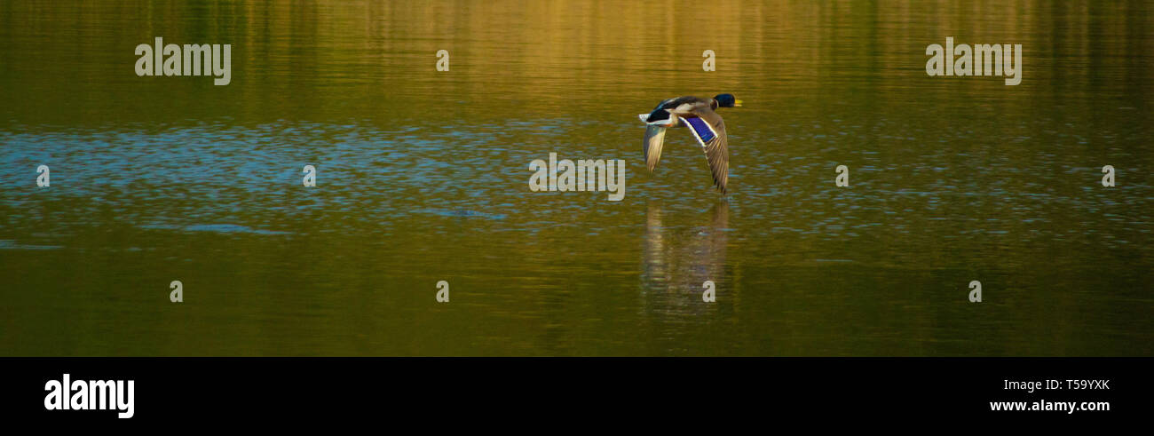 Single Duck Flying low over lake Stock Photo - Alamy