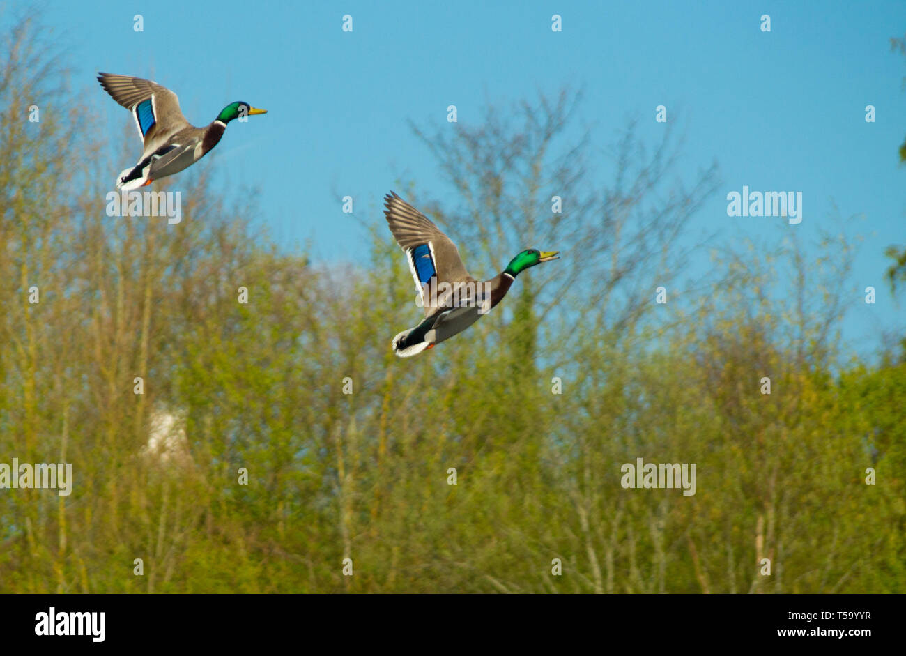 Ducks flying over head in hi-res stock photography and images - Alamy