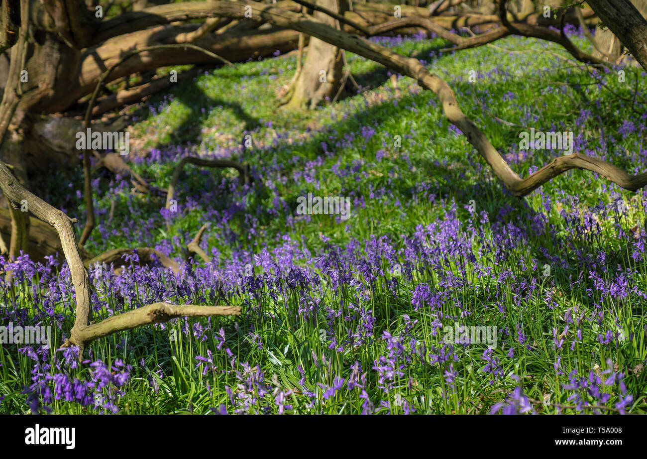 bluebells in spring Stock Photo - Alamy