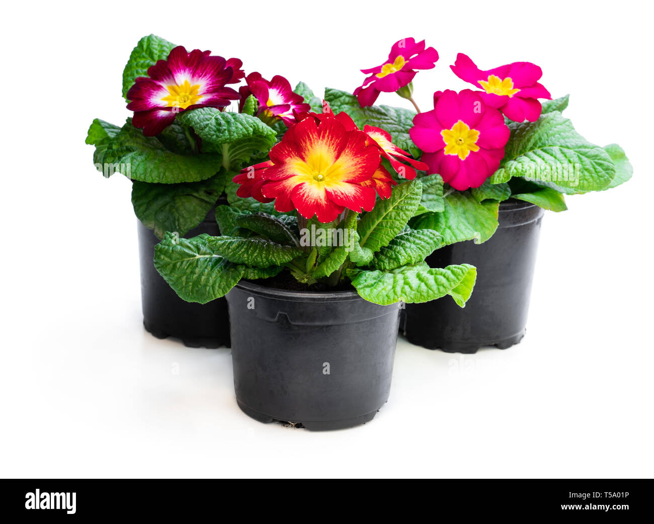 Colorful Primulas in black pots isolated on white Stock Photo - Alamy
