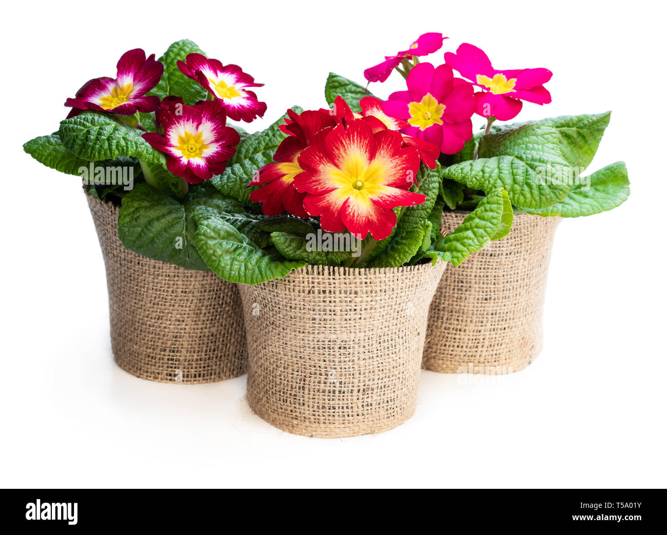 Colorful Primulas in black pots isolated on white Stock Photo - Alamy