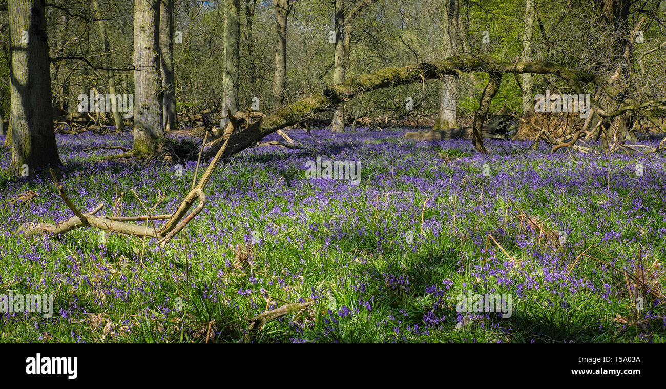 bluebells in spring Stock Photo - Alamy