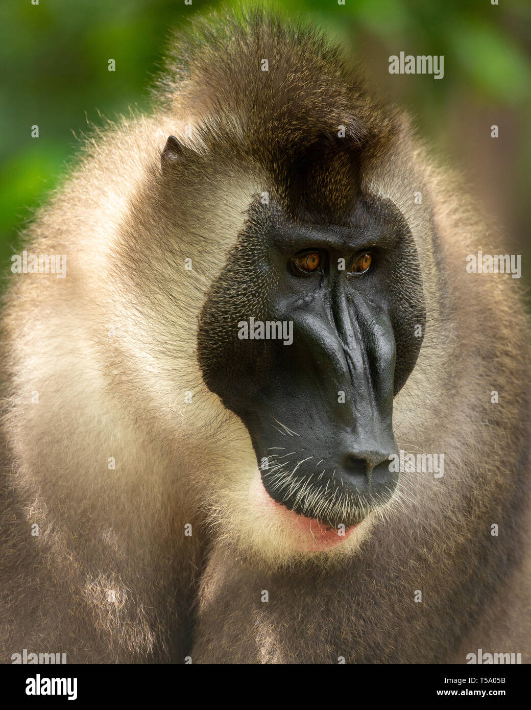 Portrait male drill monkey hi-res stock photography and images - Alamy