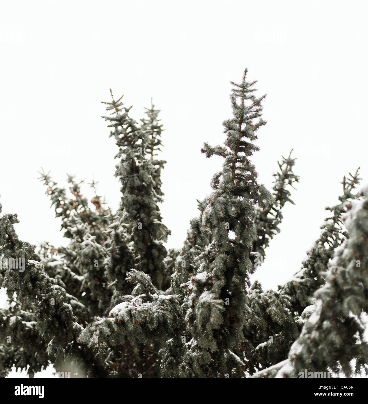 Frost fir tree hi-res stock photography and images - Alamy