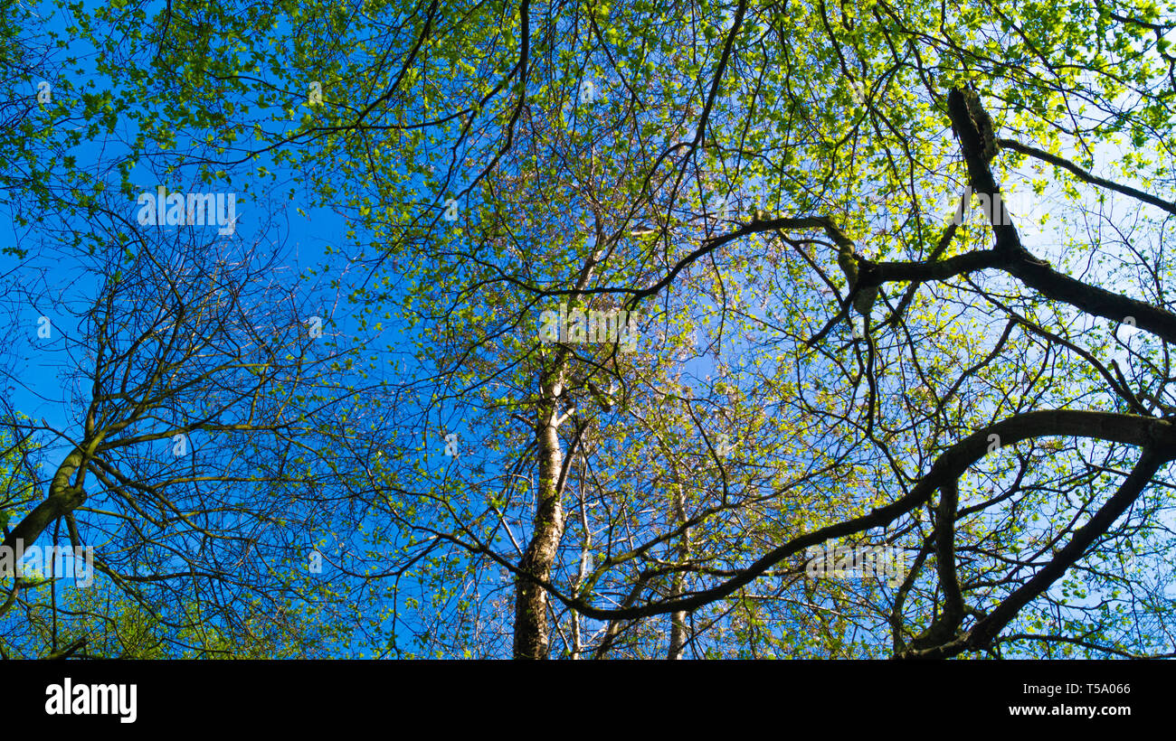 Tree Top Canopy in Parkland Stock Photo - Alamy