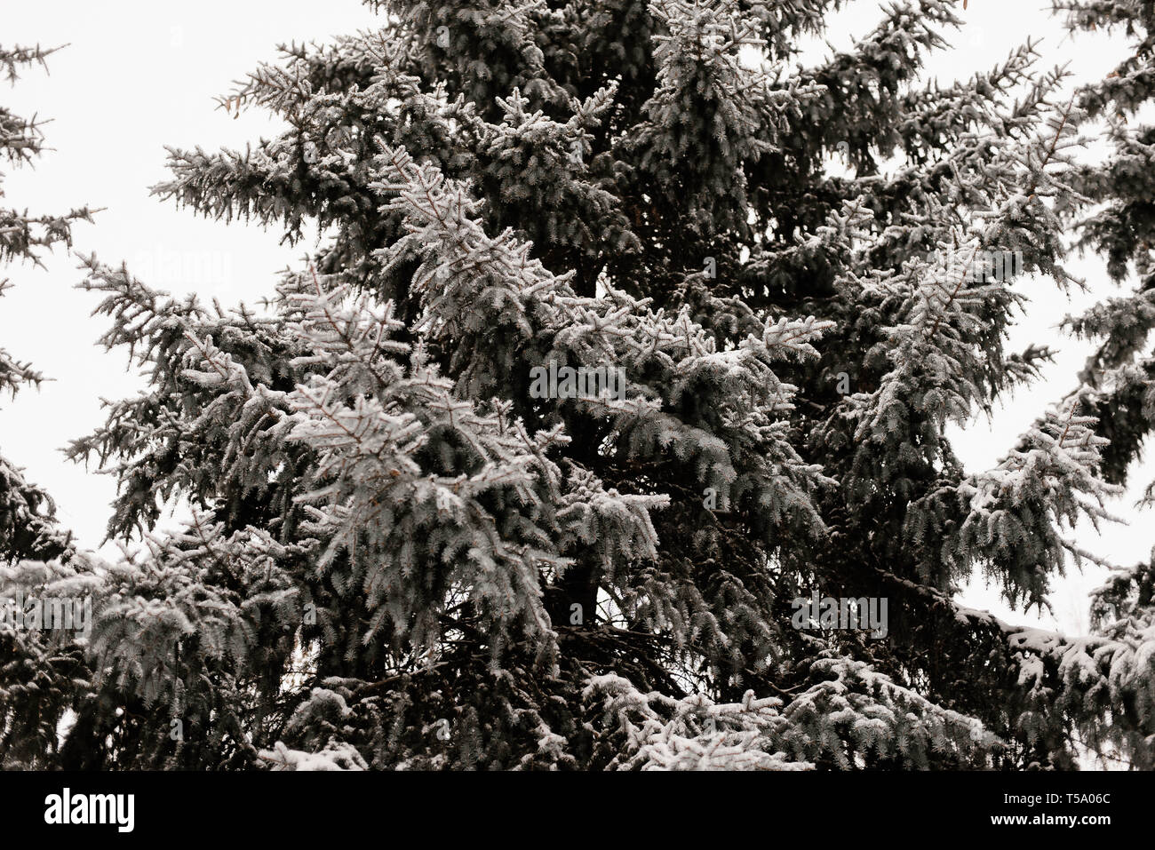 Pine tree full of snow Stock Photo - Alamy