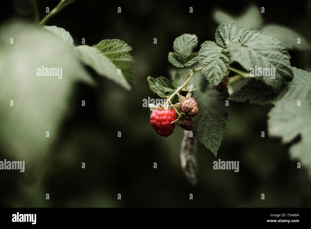 Raspberry on the vine Stock Photo - Alamy