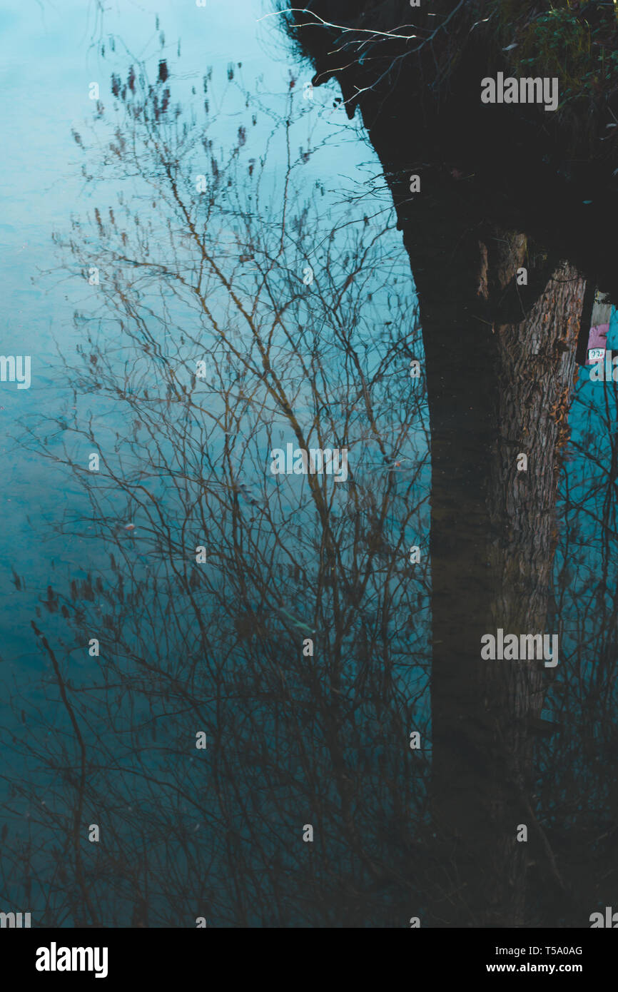 Tree branches in water hi-res stock photography and images - Alamy