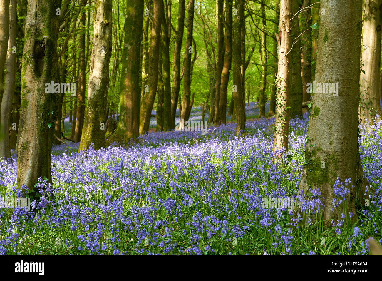 Bluebells at The Wenallt woodland near Cardiff, South Wales Stock Photo ...