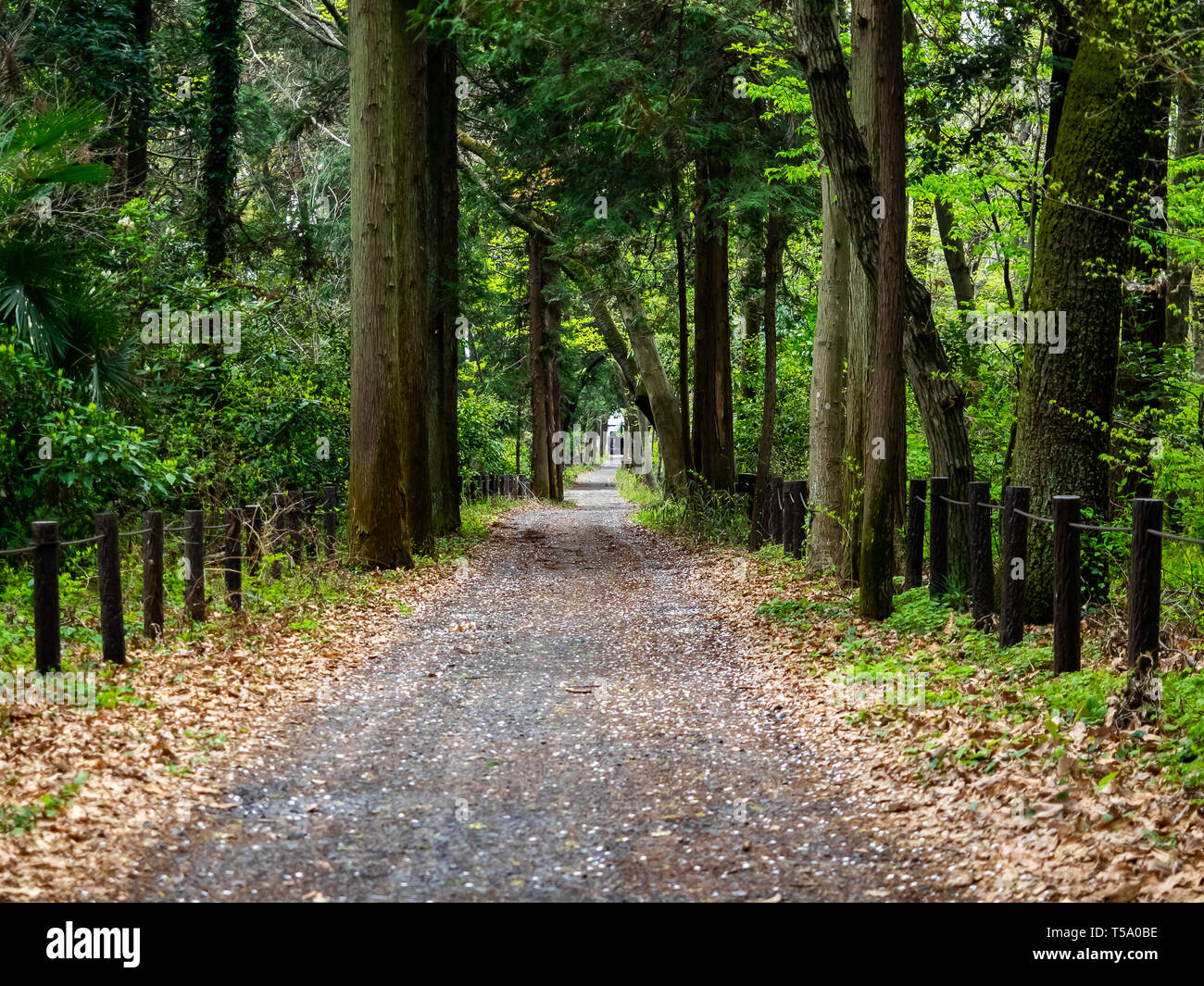 Plant japan path walking hi-res stock photography and images - Alamy