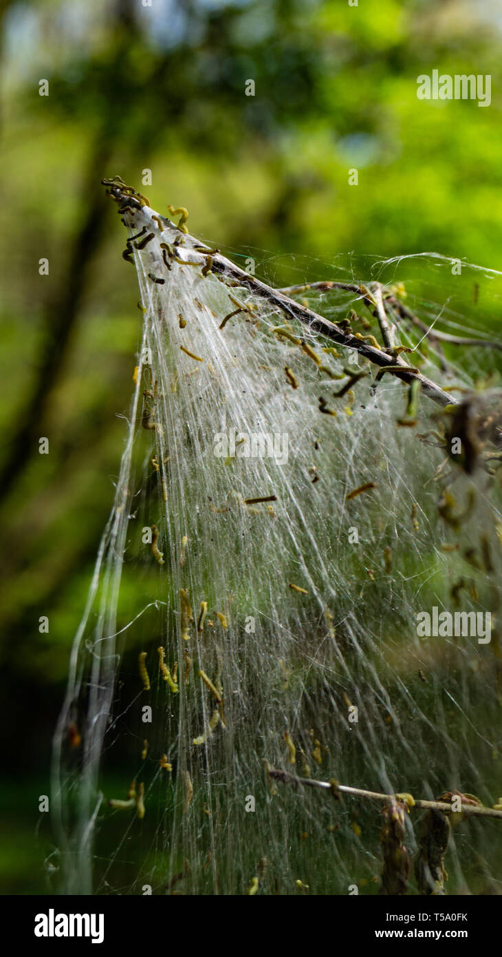 Cankerworm larva silk, gypsy moth caterpillars, covering woodland trees ...
