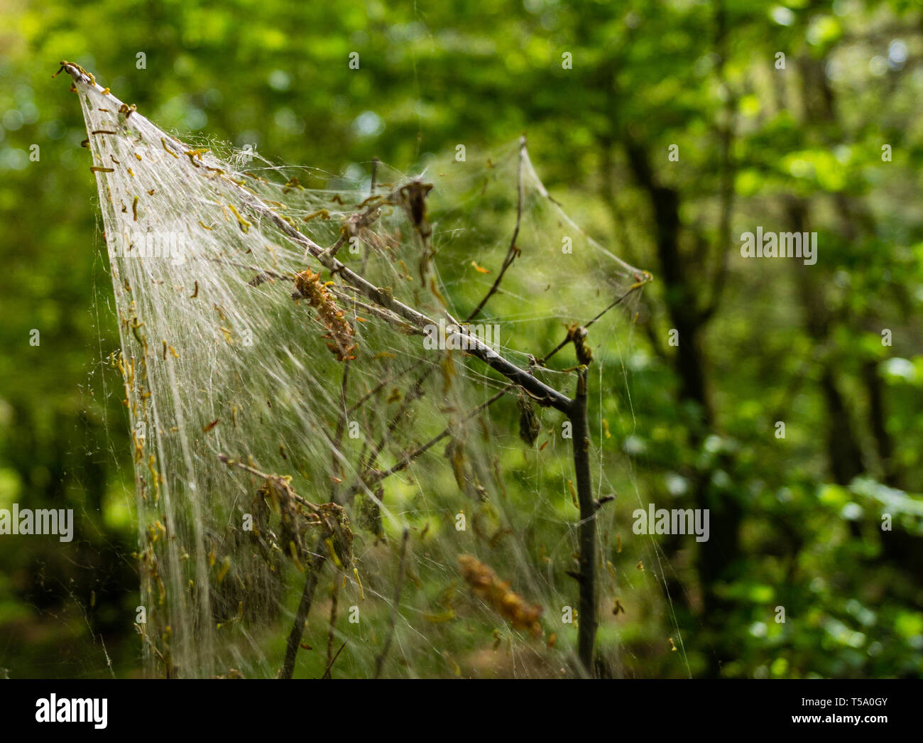 Cankerworm larva silk, gypsy moth caterpillars, covering woodland trees ...