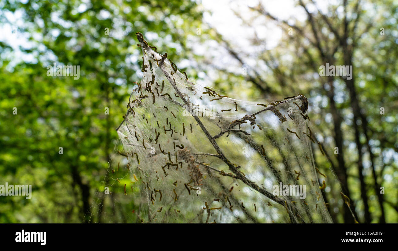 Cankerworm larva silk, gypsy moth caterpillars, covering woodland trees ...