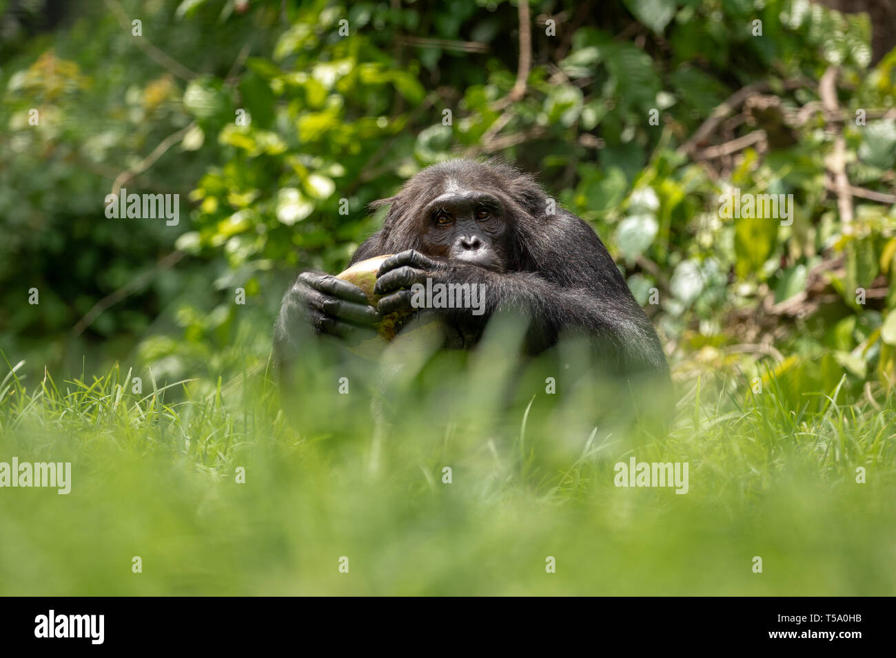 Nigeria cameroon chimpanzee hi-res stock photography and images - Alamy