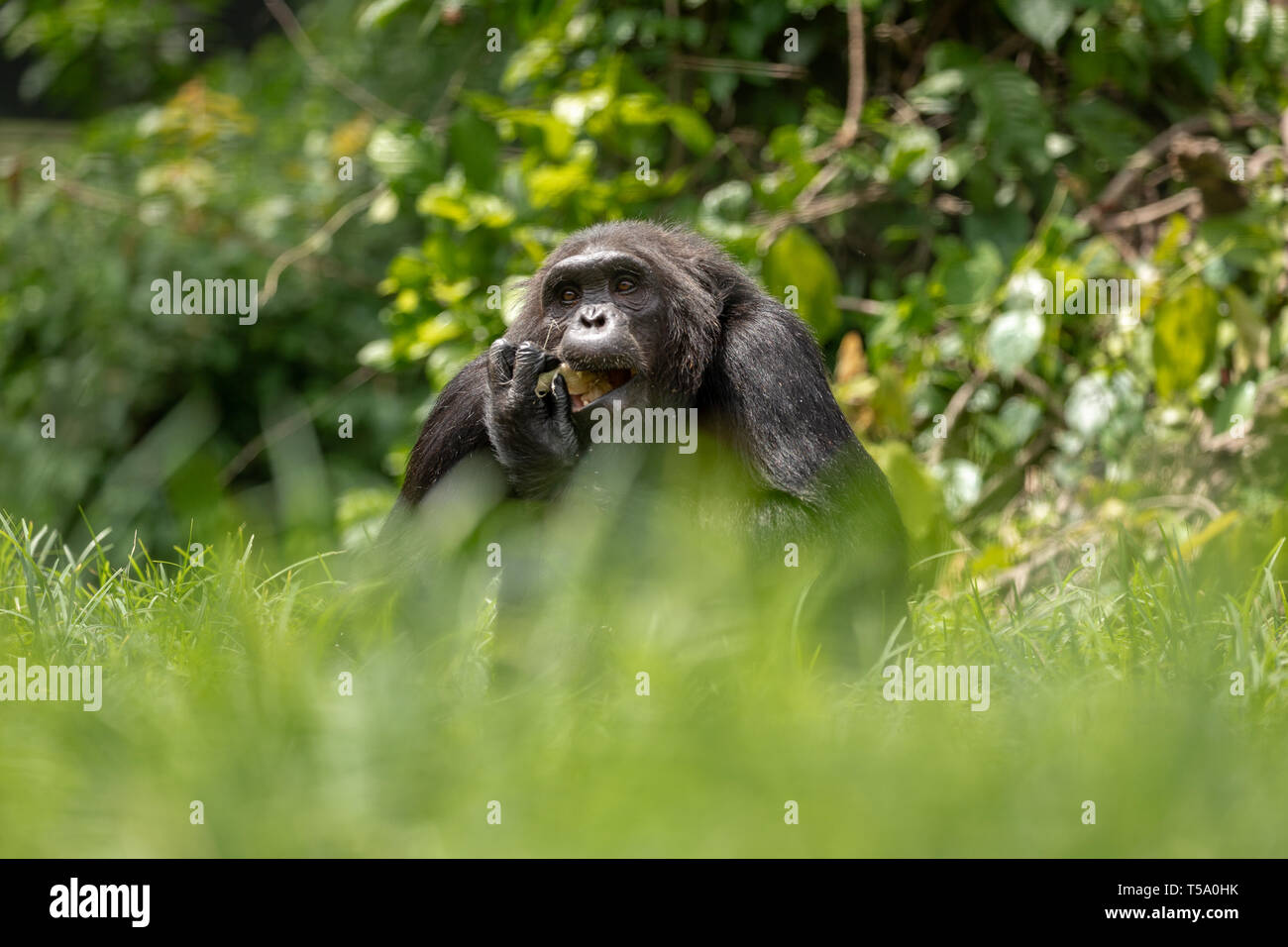 Monkey eating a coconut hi-res stock photography and images - Alamy