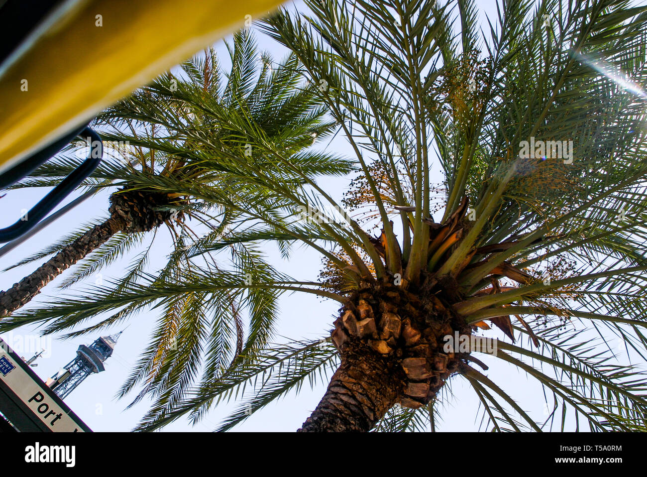 Palm trees, Barcelona, Catalonia, Spain Stock Photo - Alamy