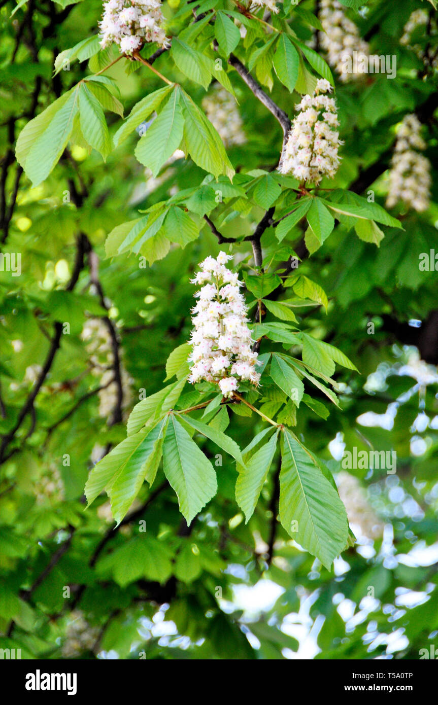 Blooming chestnut tree hi-res stock photography and images - Alamy