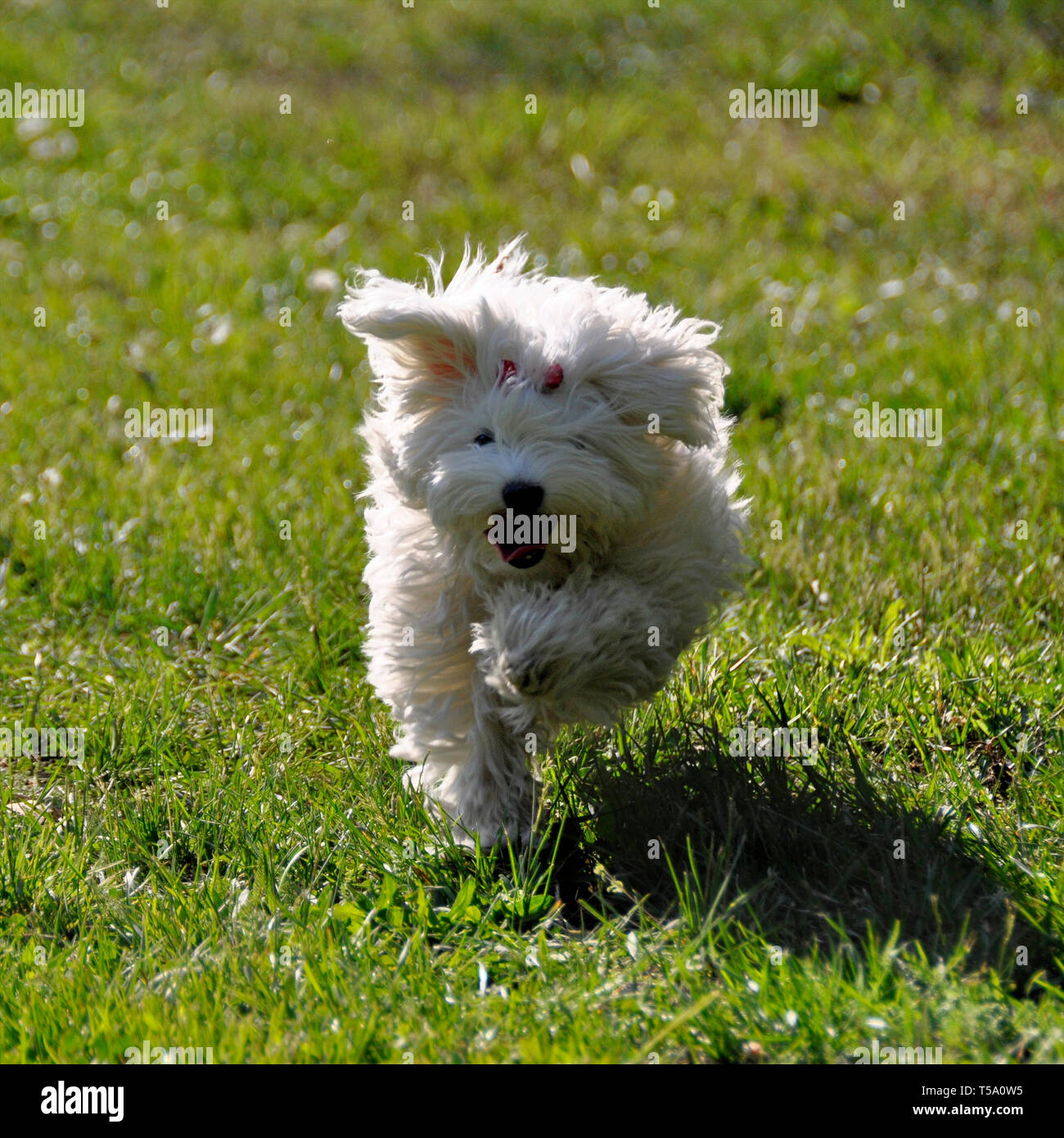 Maltezer hi-res stock photography and images - Alamy