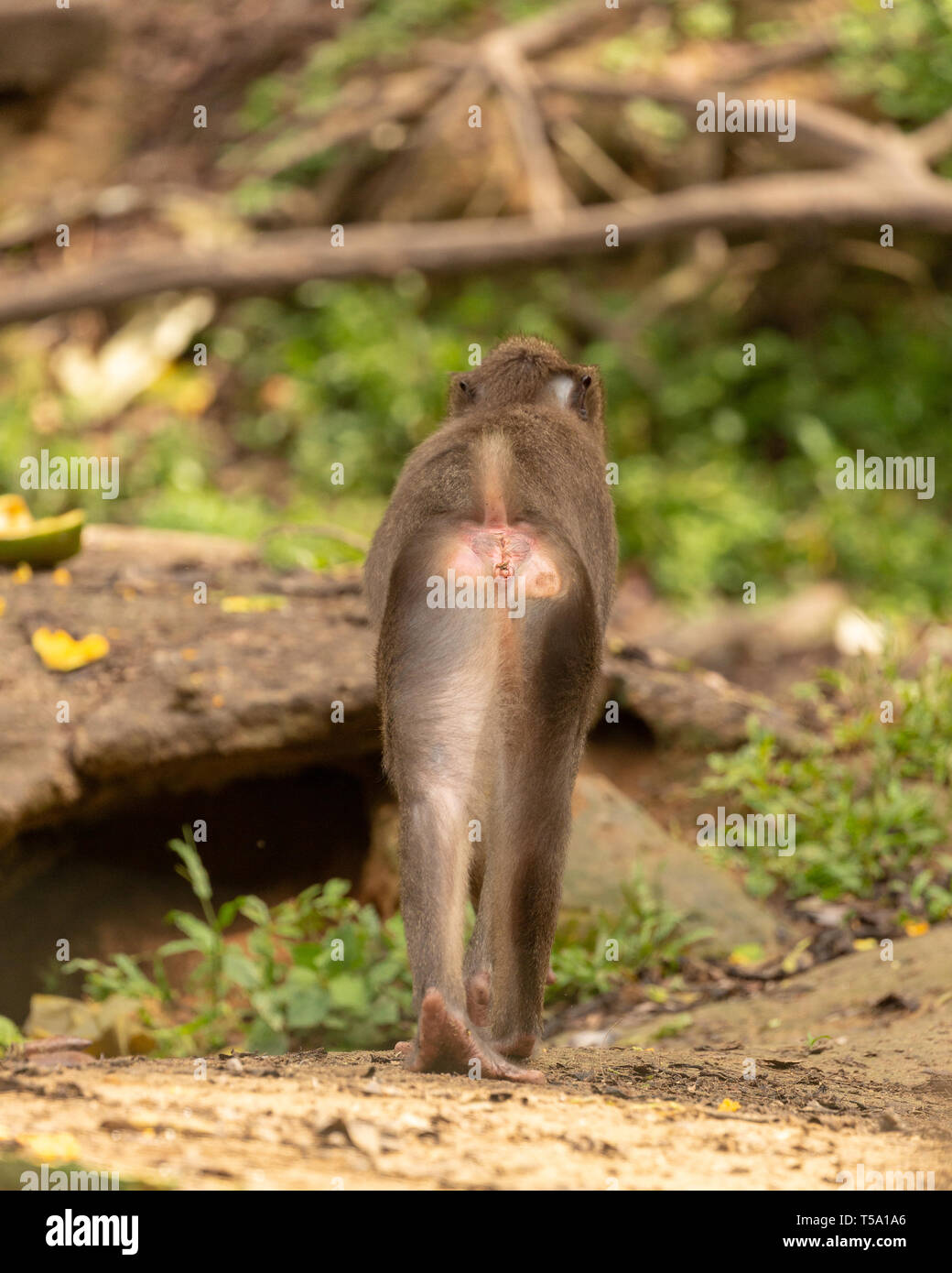 Animal wildlife monkey bottom hi-res stock photography and images - Alamy