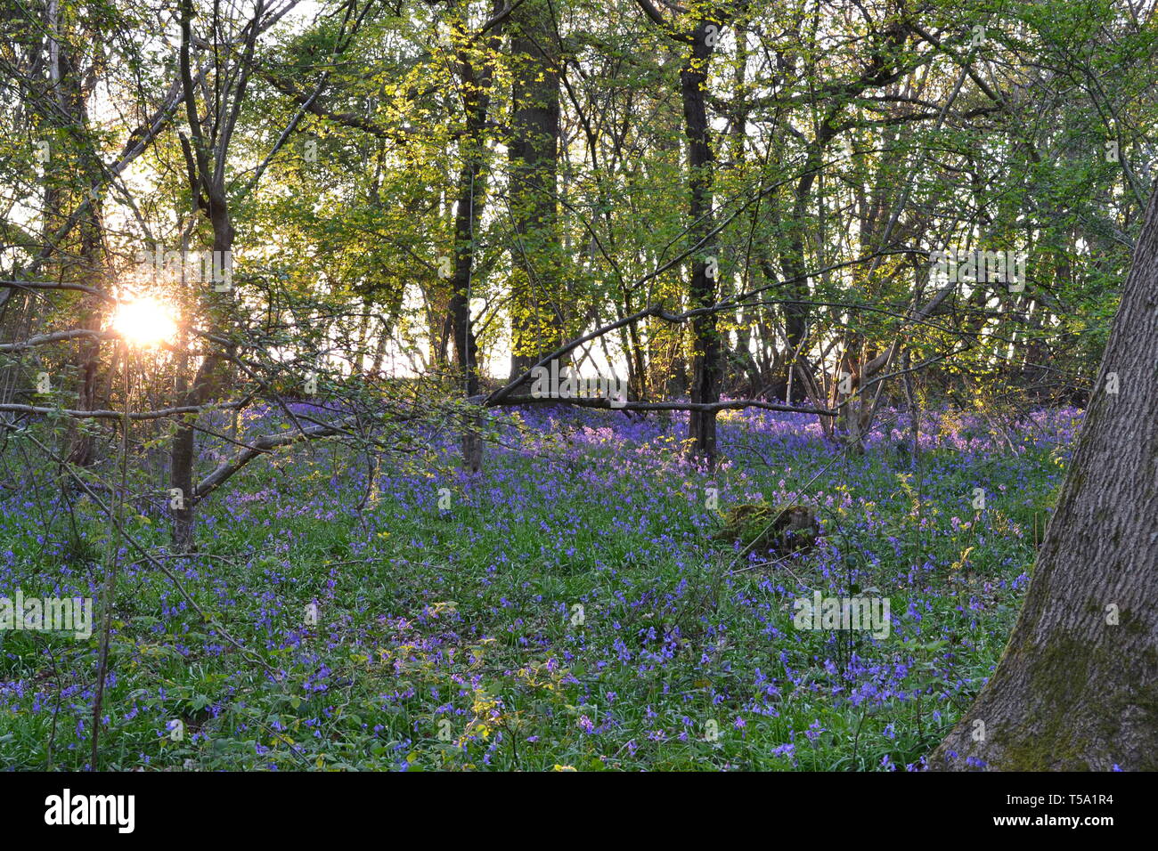 Bluebell hill kent hi-res stock photography and images - Alamy