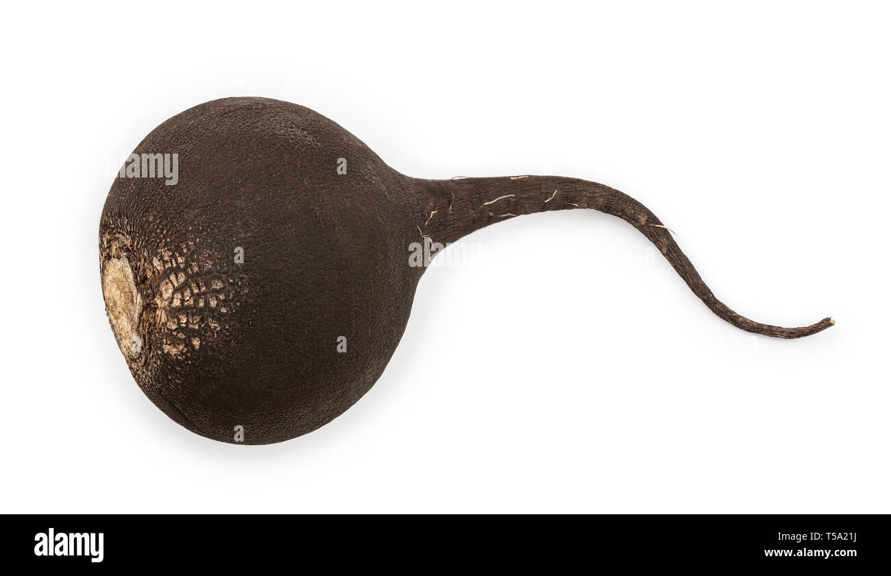 Single black radish isolated on white background. Top view. Flat lay ...
