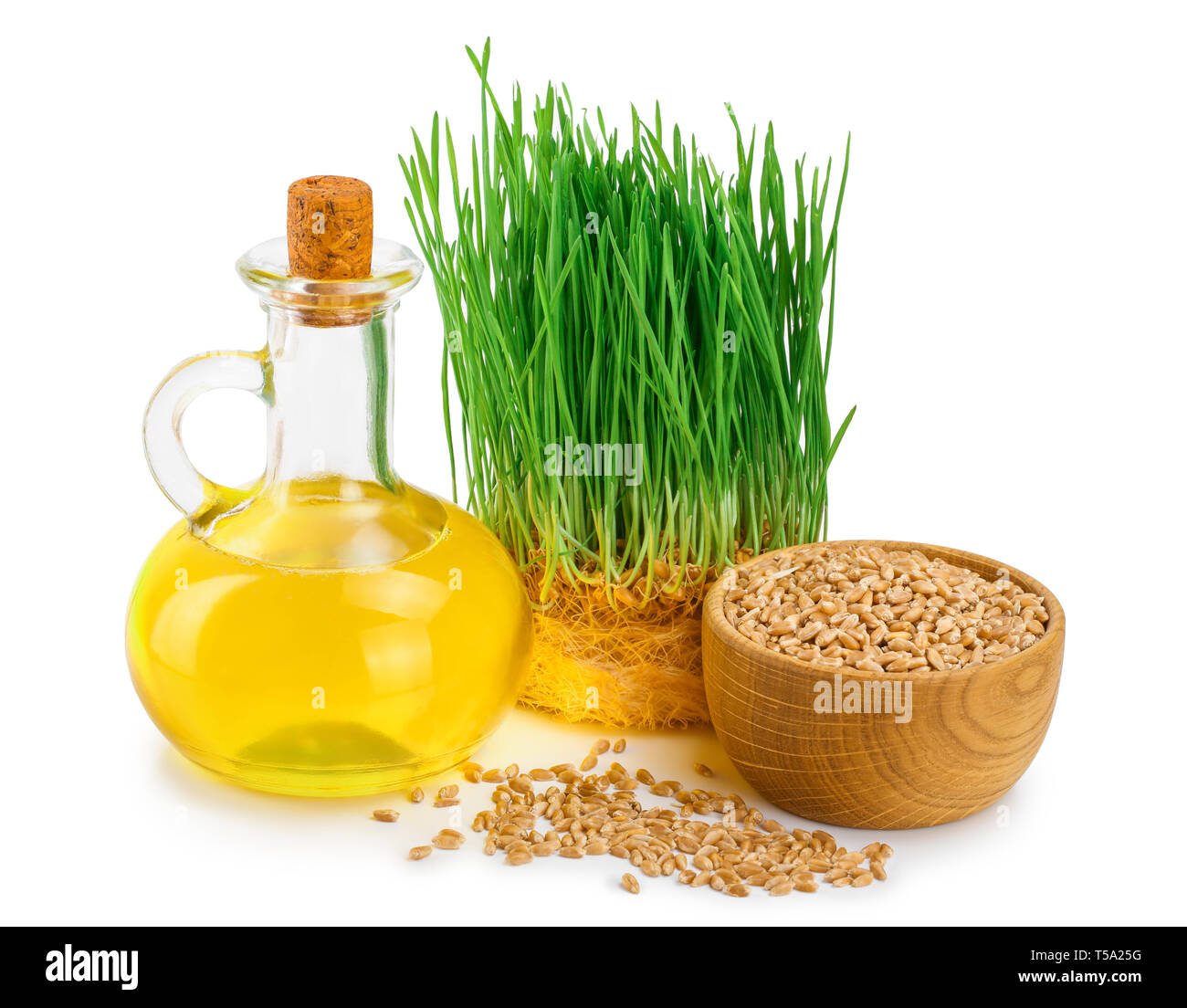 Wheat green sprouts, wheat seeds in the wooden bowl and wheat germ oil ...