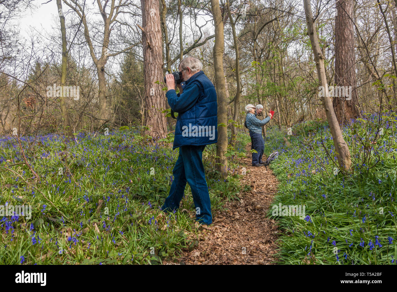 Bluebell countryside hi-res stock photography and images - Alamy