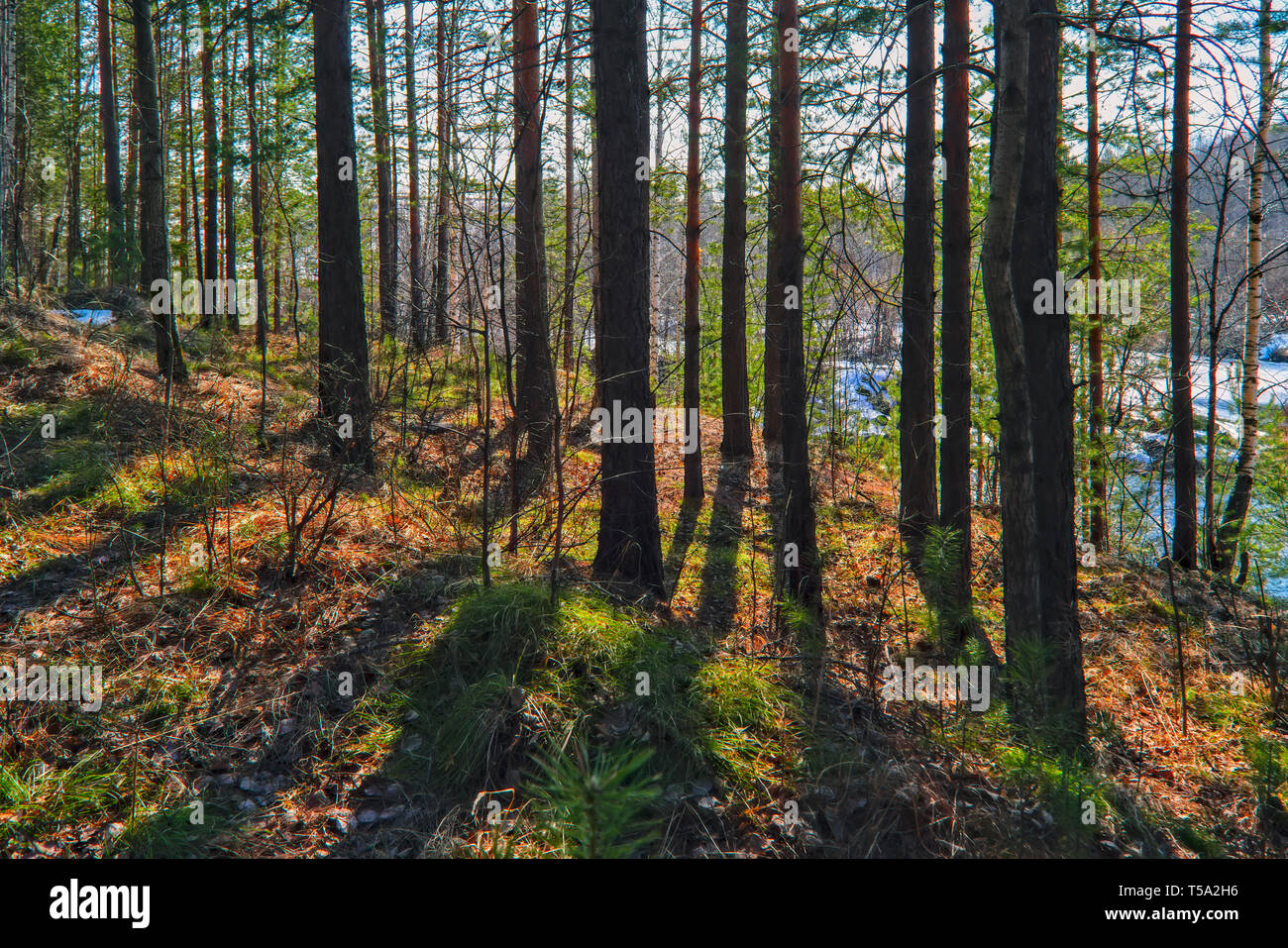 Early spring landscape of the snow in the forest Stock Photo - Alamy
