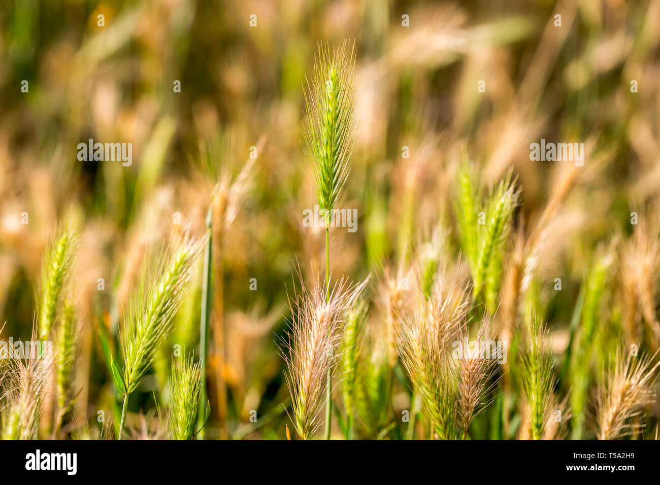 False barley hi-res stock photography and images - Alamy