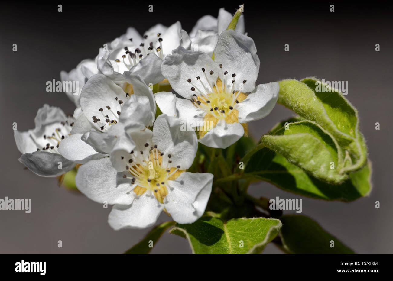 Parts Of Tree High Resolution Stock Photography and Images - Alamy