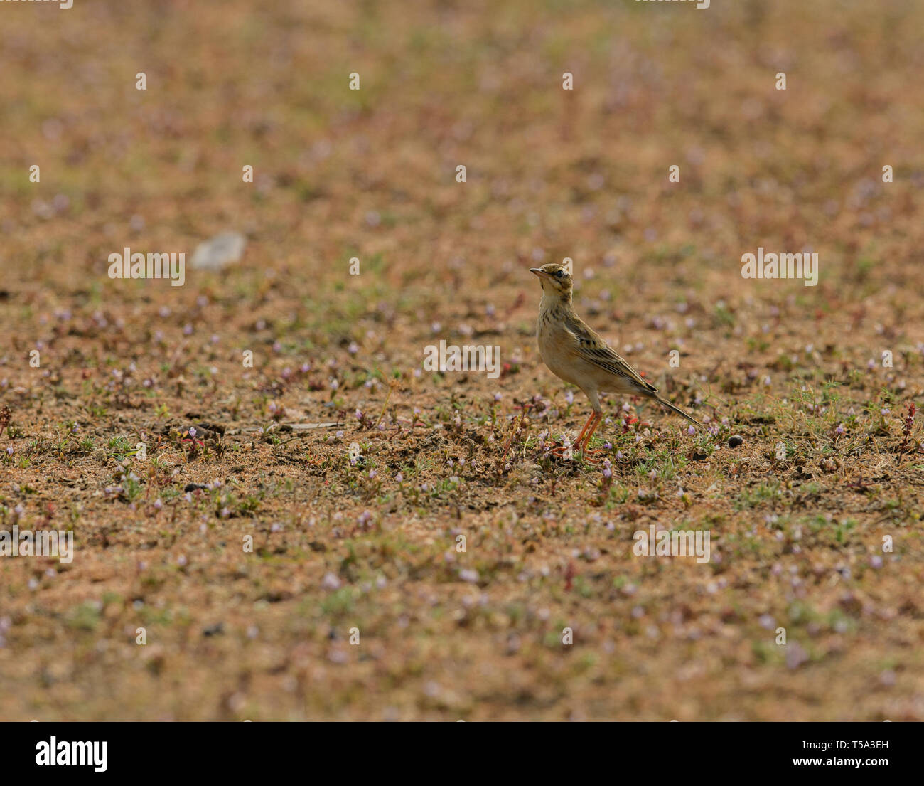 Indian Pipit High Resolution Stock Photography and Images - Alamy