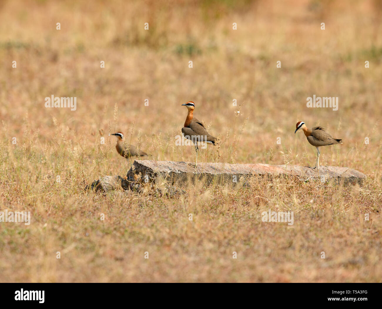Cream-colored Courser (Cursorius cursor) in the grass land Stock Photo ...