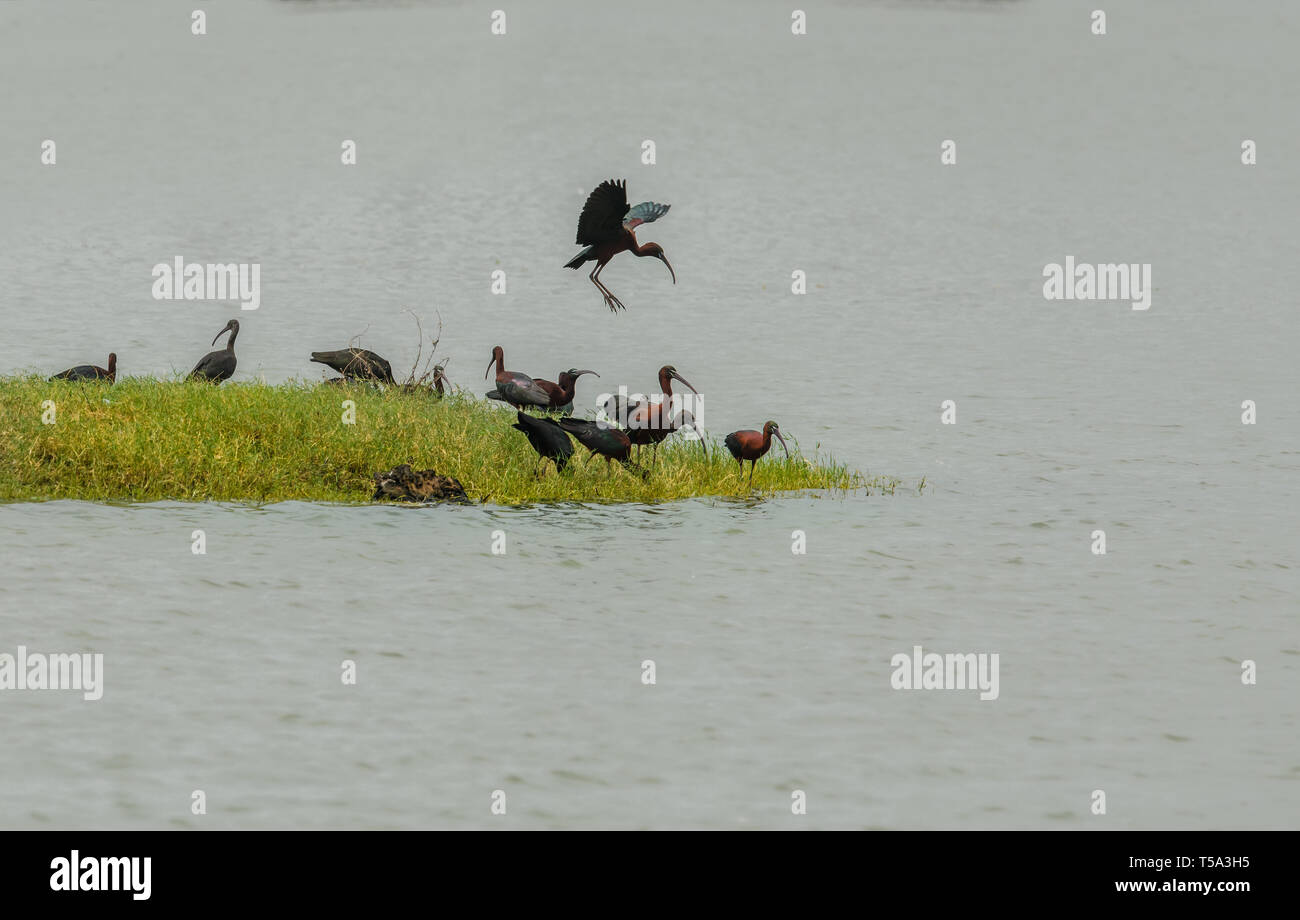 Koonthankulam Bird Sanctuary High Resolution Stock Photography and Images - Alamy