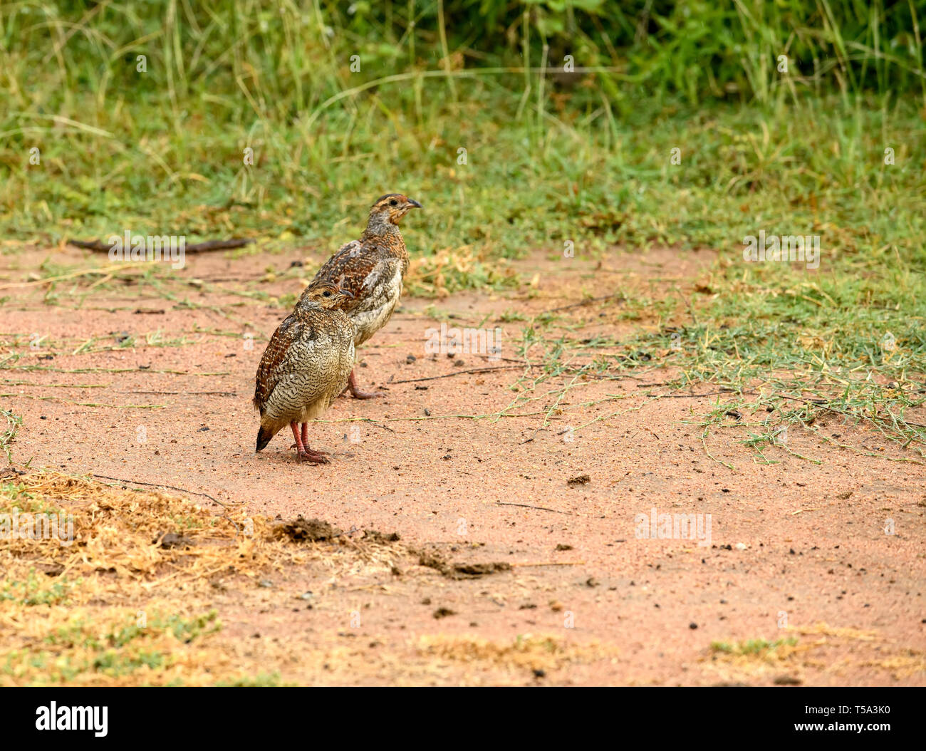 Gray francolin bird hi-res stock photography and images - Alamy