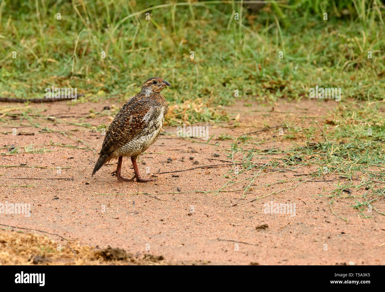 Gray francolin bird hi-res stock photography and images - Alamy