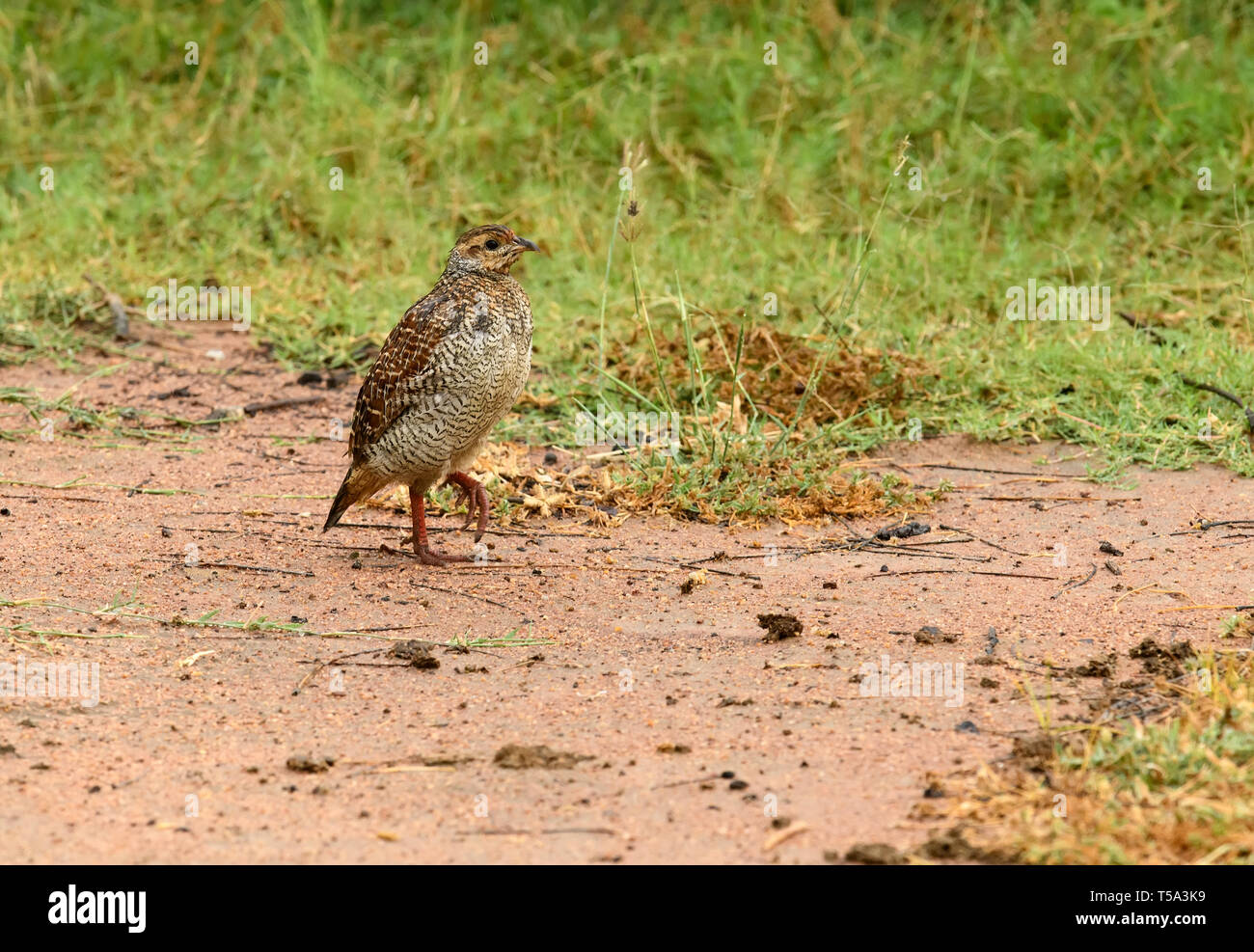Grey Francolin Bird High Resolution Stock Photography and Images - Alamy