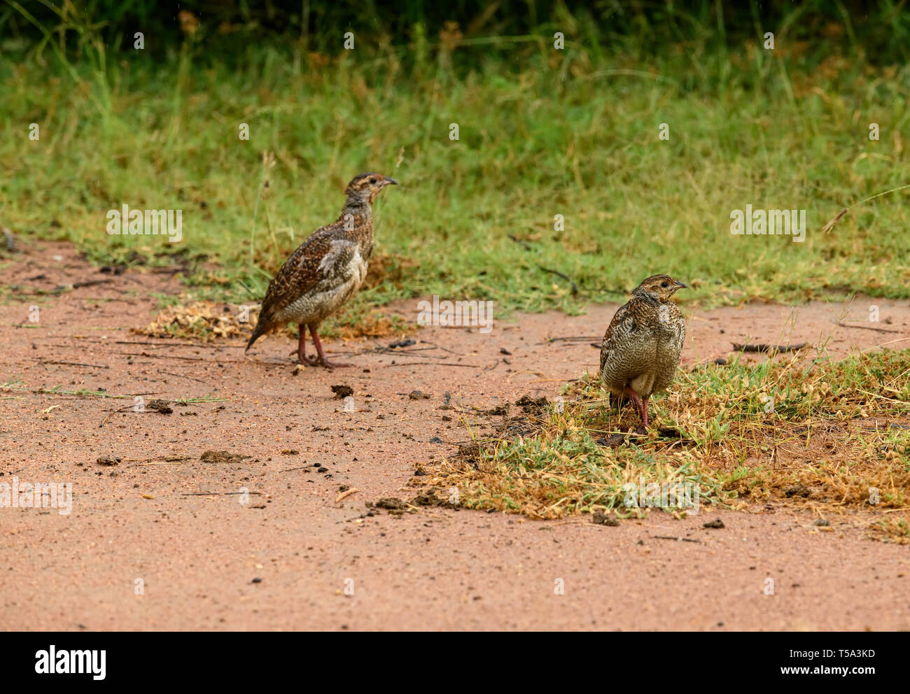 Indian partridge hi-res stock photography and images - Alamy