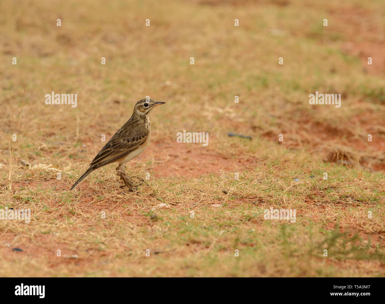 Glossy ibis at nest hi-res stock photography and images - Alamy