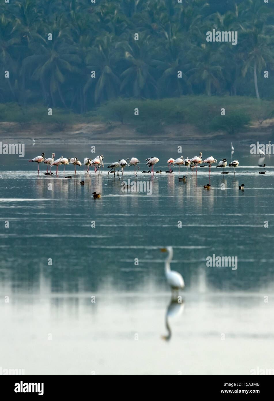Koonthamkulam bird sanctuary wildlife hi-res stock photography and ...