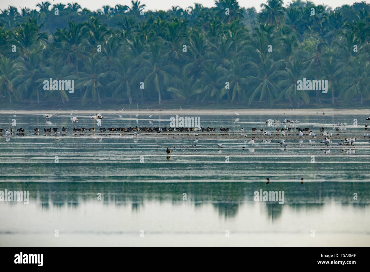 Koonthankulam bird sanctuary hi-res stock photography and images - Alamy