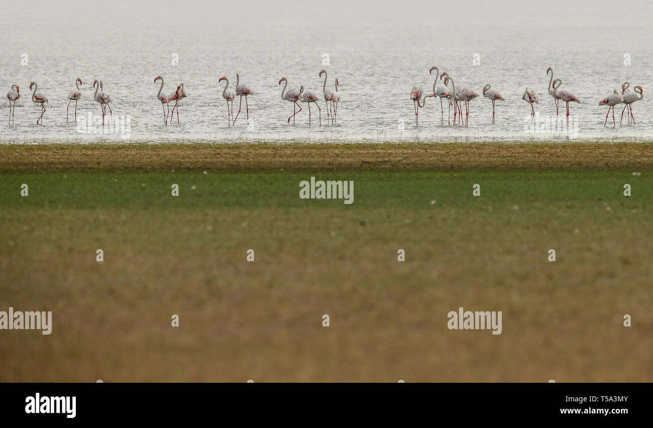 Wildlife animal scene from nature. Flamingo in nature habitat ...