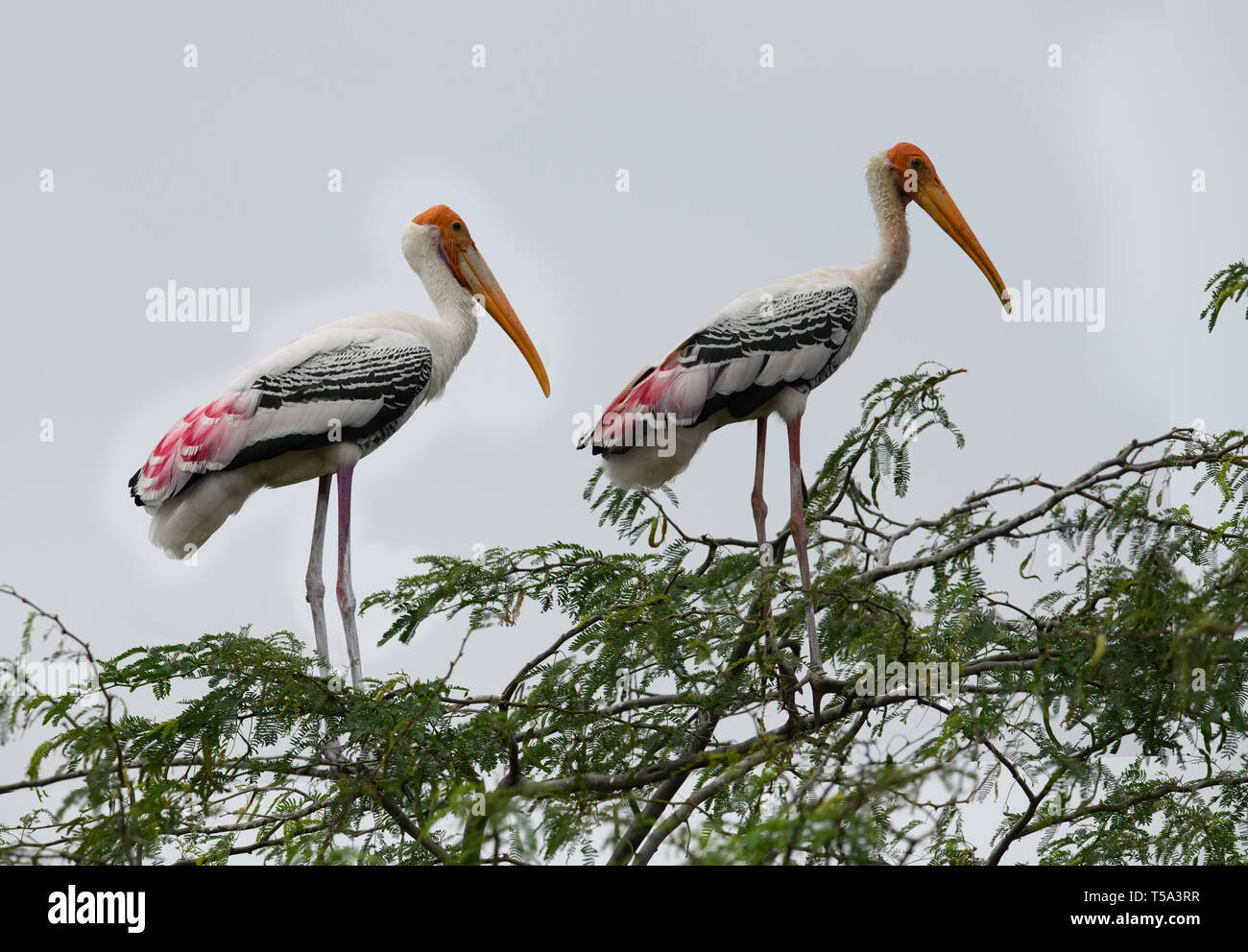 Painted Stork Bird