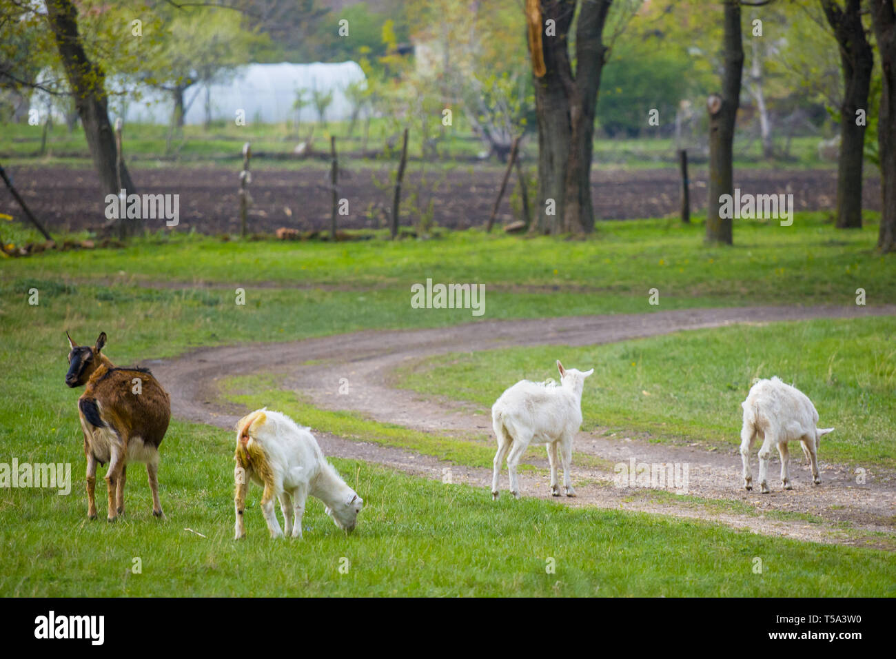 Four goats standing and eating green grass at rural meadow Stock Photo ...